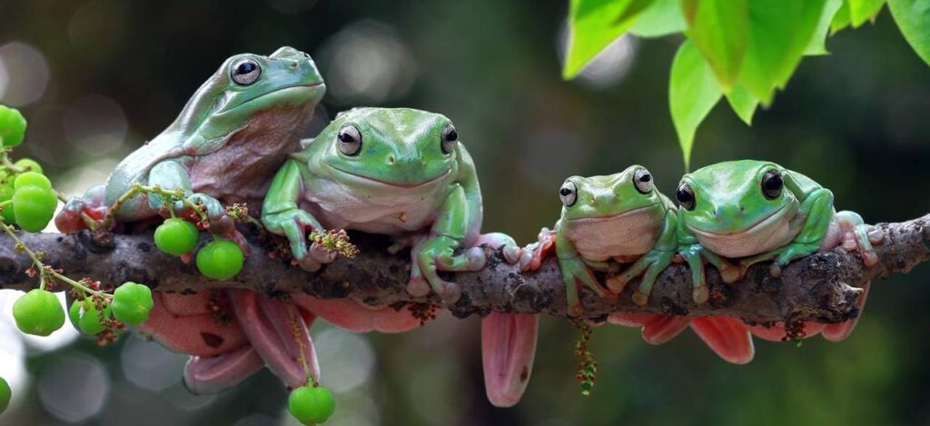 A békák varázslatos világa - Békavilág